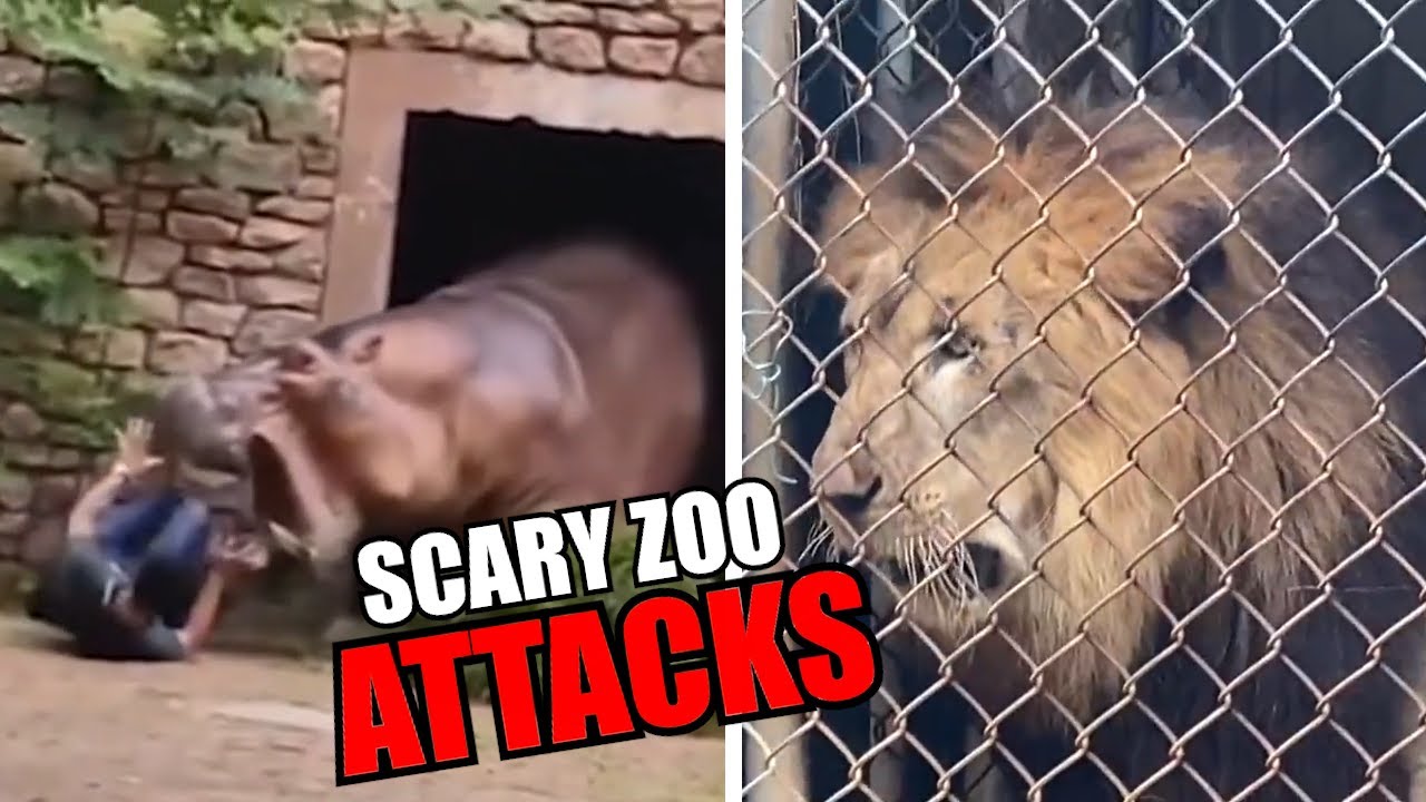 15 Scary Zoo Animal Attacks | When Zoo Animals Attack Compilation - YouTube
