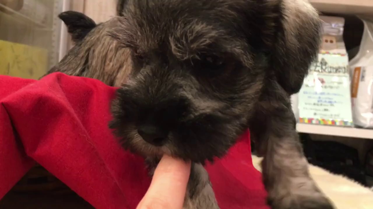 Japan Miniature Schnauzer Cute puppy pet Shop - YouTube