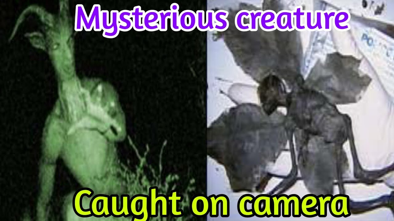 Mysterious creature caught on camera in hindi | mythical creature ...