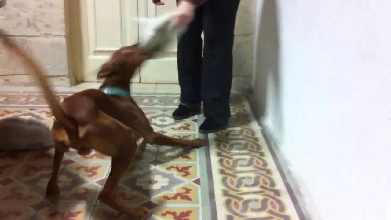 Nubi, pharaoh hound / kelb tal-fenek rabbit hunting practice - YouTube