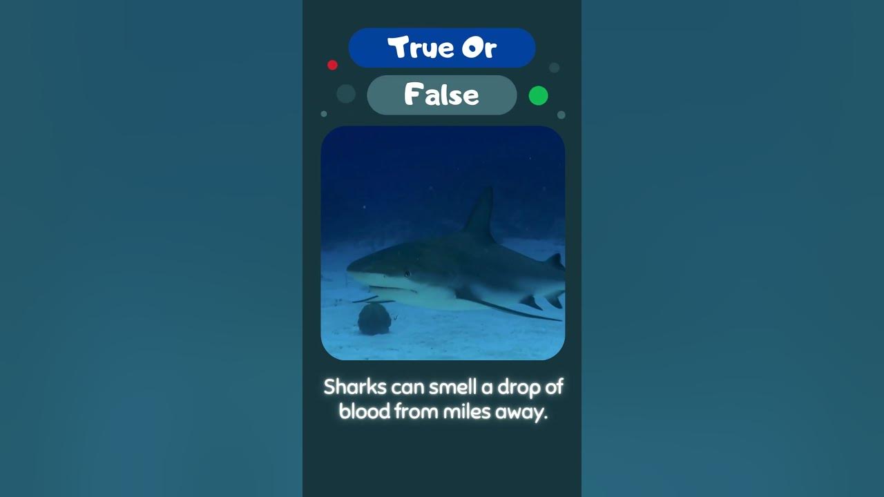 TRUE or FALSE? Sharks smell blood from miles away… 🦈👀shorts, youtube ...