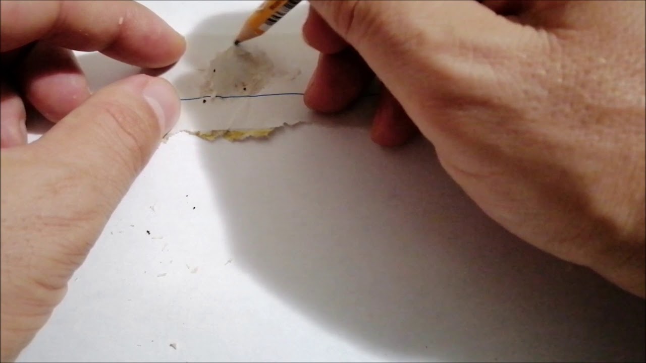 Miexner test for Amatoxins with Fatal Dapperling (Lepiota subincarnata ...