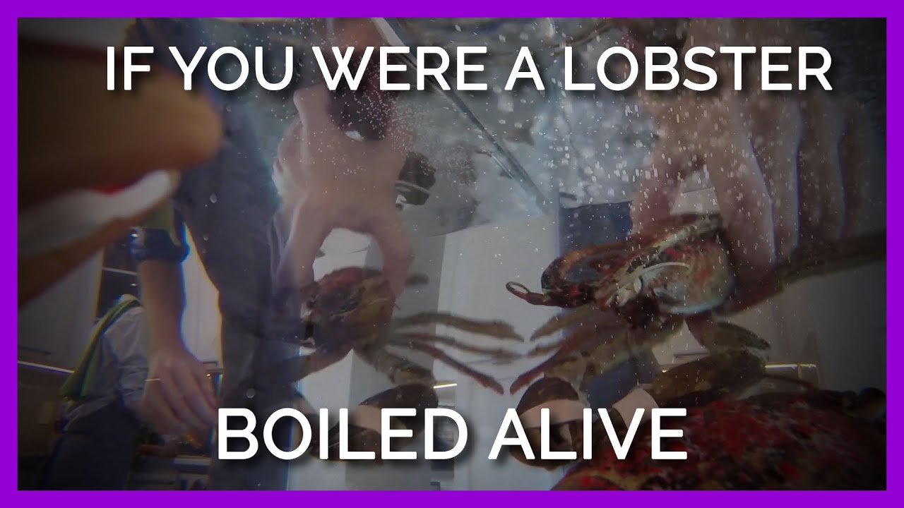 If You Were A Lobster About to Be Boiled Alive - YouTube