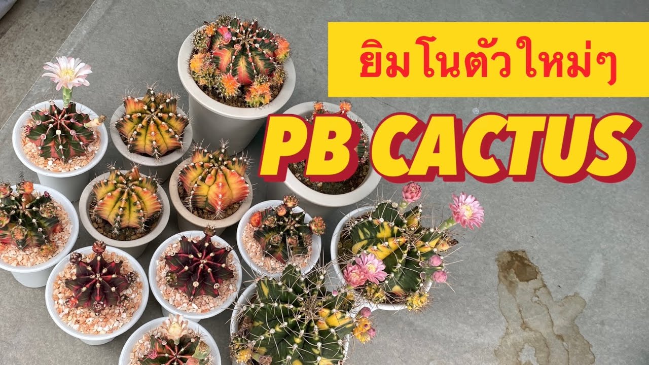 แนะนำยิมโนตัวใหม่ๆ ของบ้านเรา | PB CACTUS channel - YouTube