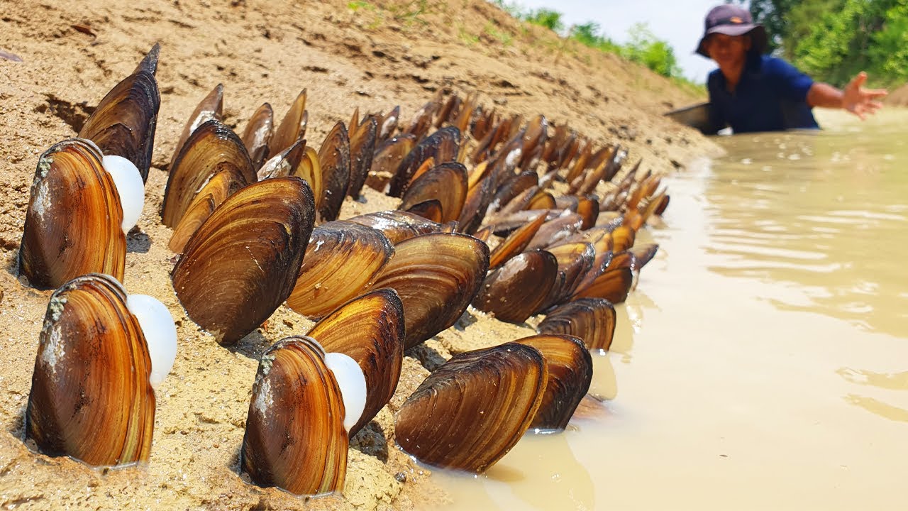 amazing fishing! a fisherman skill catch clams dry water a lots by best ...