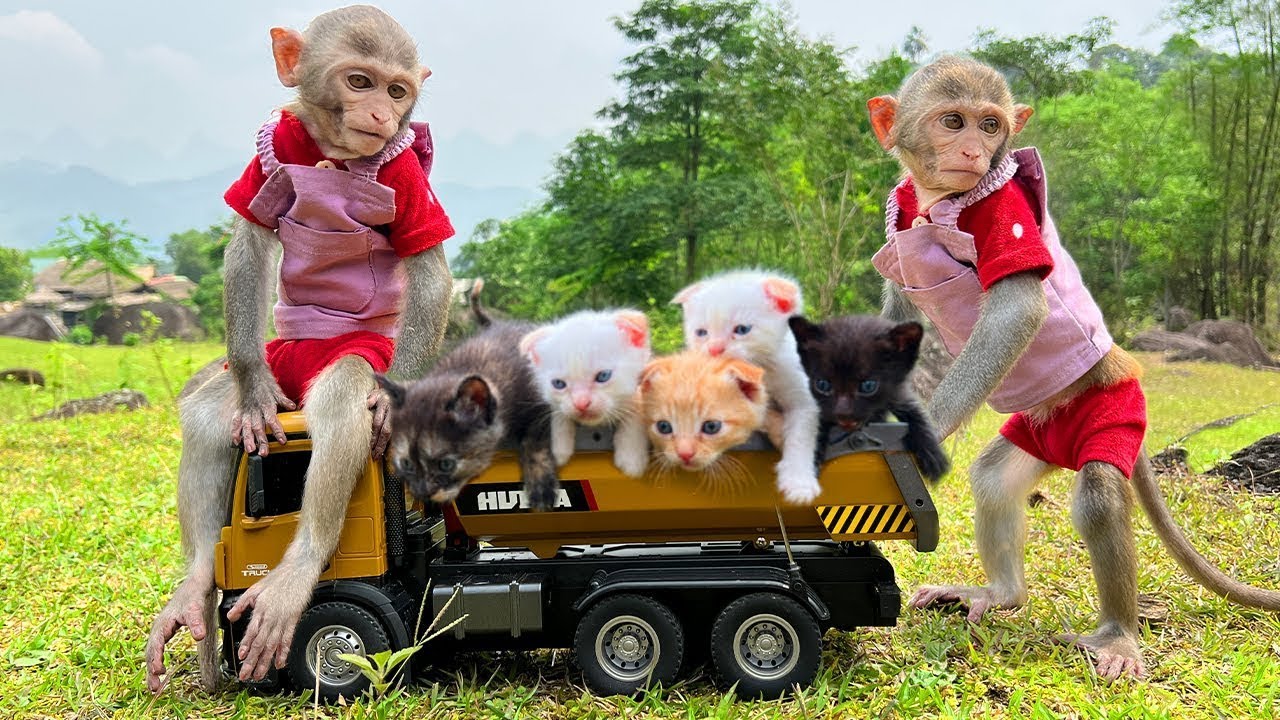 Monkey funny video || Monkey funny video shorts || Funny video 2024 ...