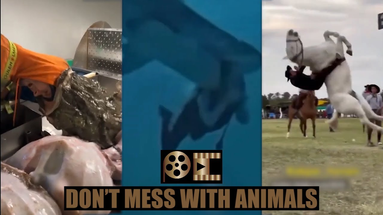 Don't Mess With Animals Ep 7 - YouTube