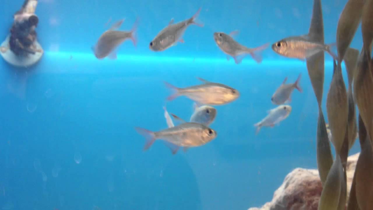 Buenos Aires Tetra (Aquarium Guide) - YouTube