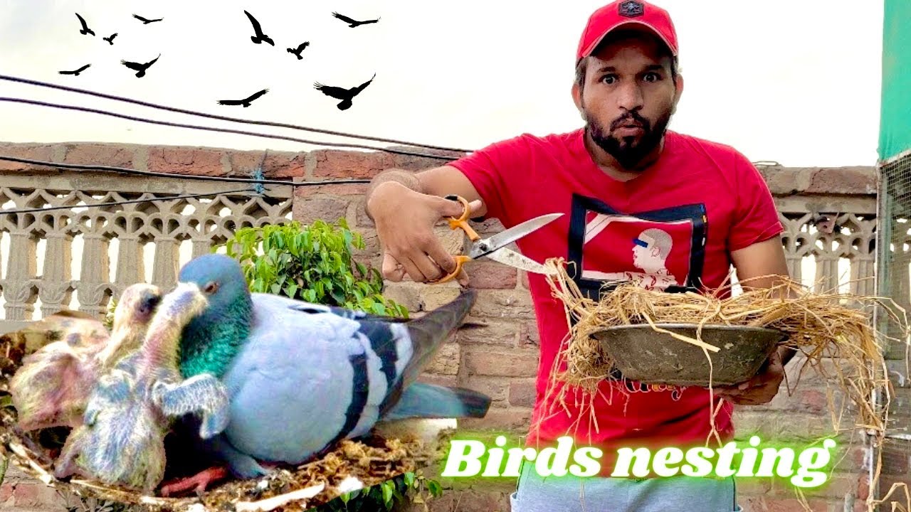 Making Nest For My Pigeon 😍Clay Pot || Pigeon Setup - YouTube