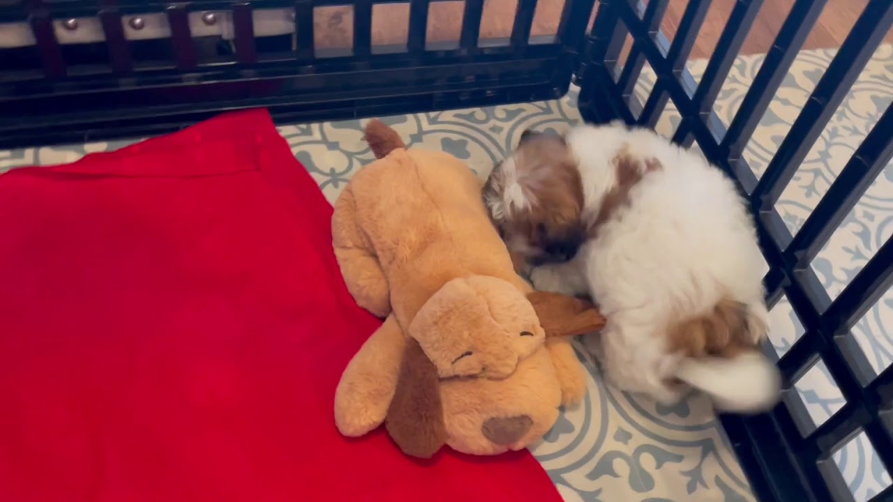 Eric Teddy Bear Puppy discovers his new favorite toy and favorite spot ...