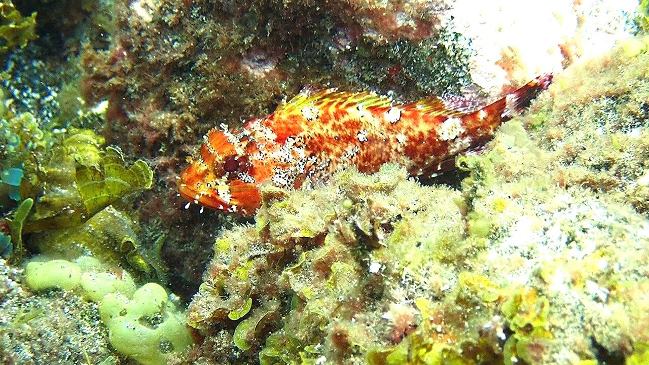 Pez Rascacio o Pez Escorpión en el mar de Canarias - YouTube