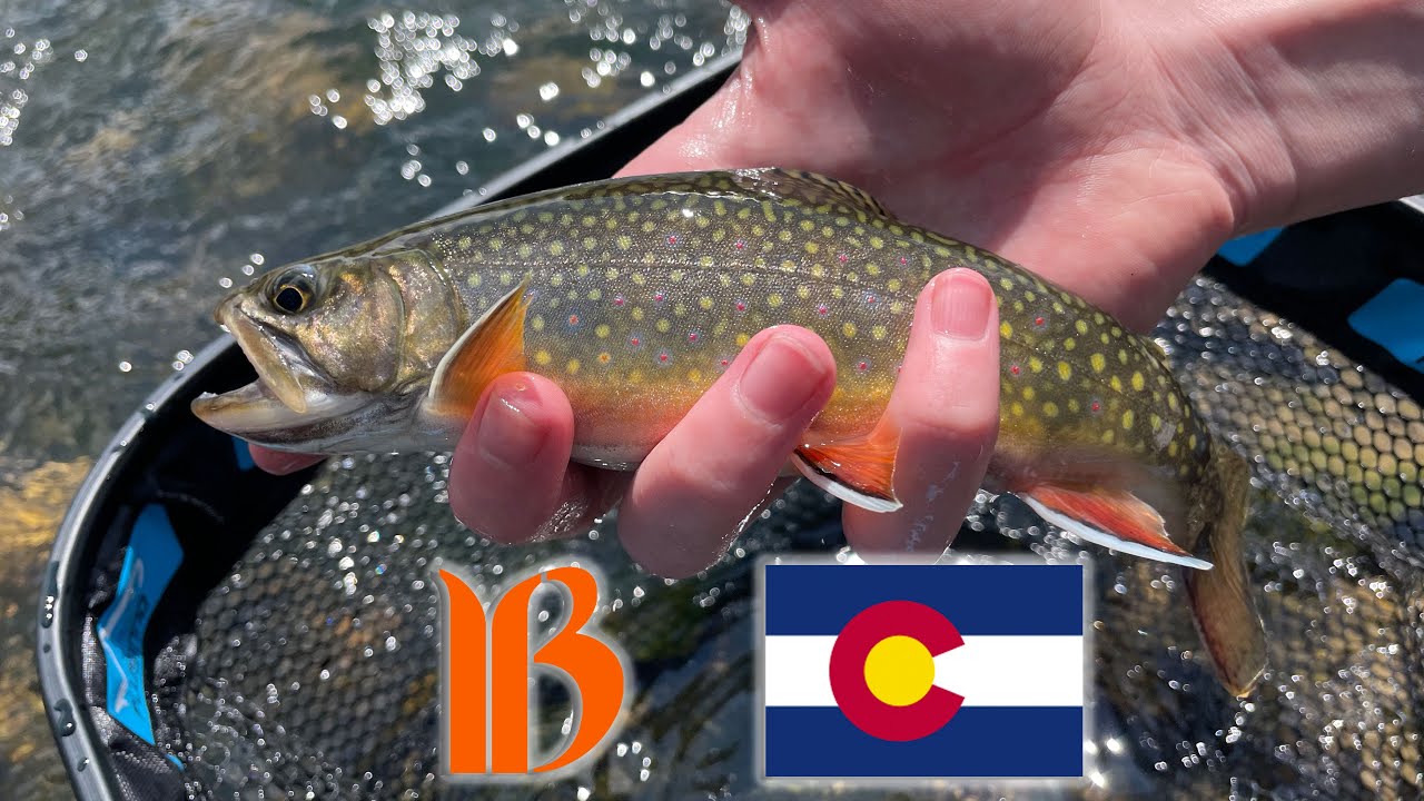 Brookies Near Breck! Fly Fishing Colorado - YouTube