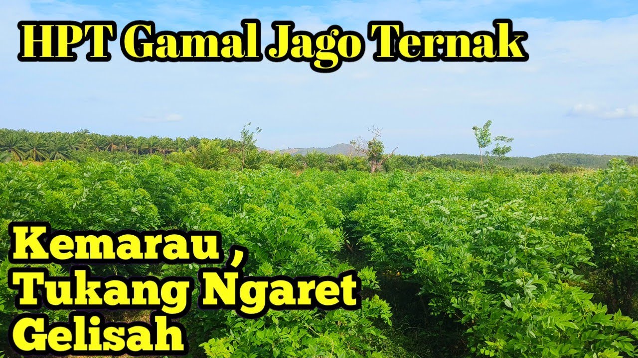 Hijauan Gamal Untuk Pakan Kambing Musim Kemarau - YouTube