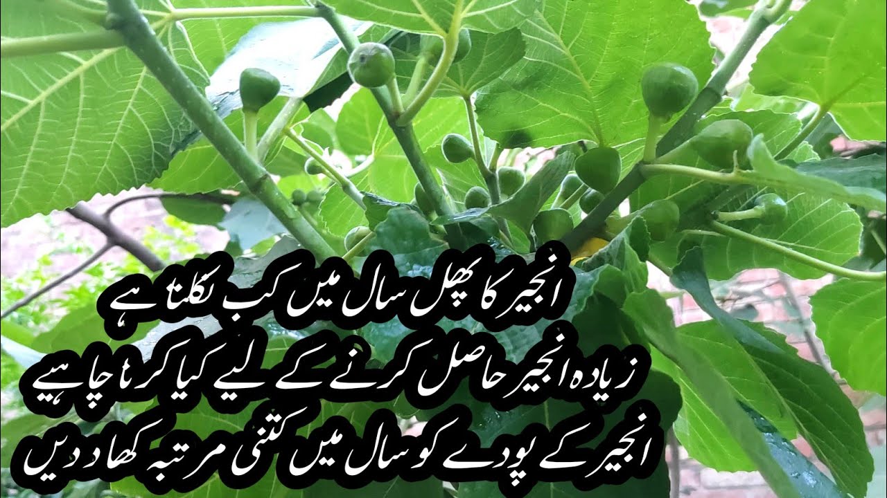 basic information about anjeer plant - YouTube