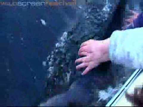 Saving Luna - Wildscreen 2008 Panda Award Winner - YouTube