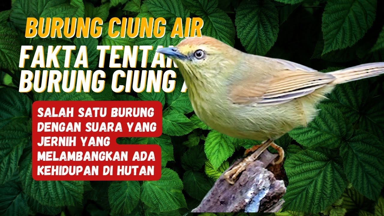 FAKTA TENTANG BURUNG CIUNG AIR - YouTube