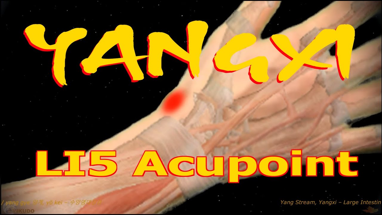 LI5 | Yangxi Acupoint | Large Intestine Meridian | Acupressure VIKUDO ...