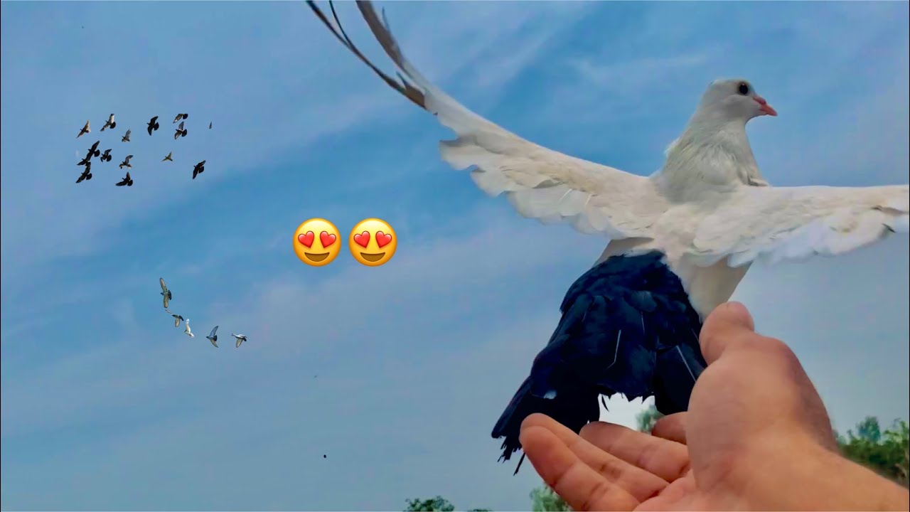 My pigeons cage setup ️racing pigeons |pets|videos|pets vlogs# ...