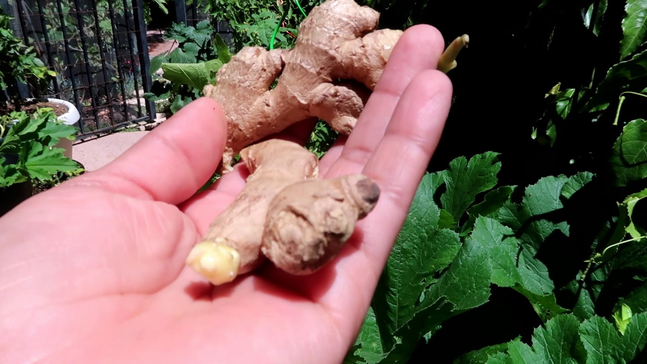 My Ginger is Sprouting all over My Garden | How To Grow Ginger from ...