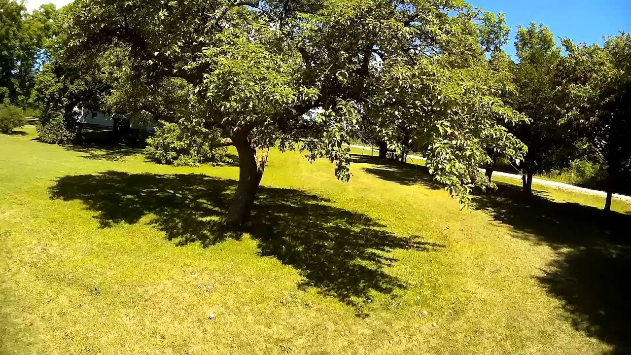 ZMR250 Tree Bashing - YouTube