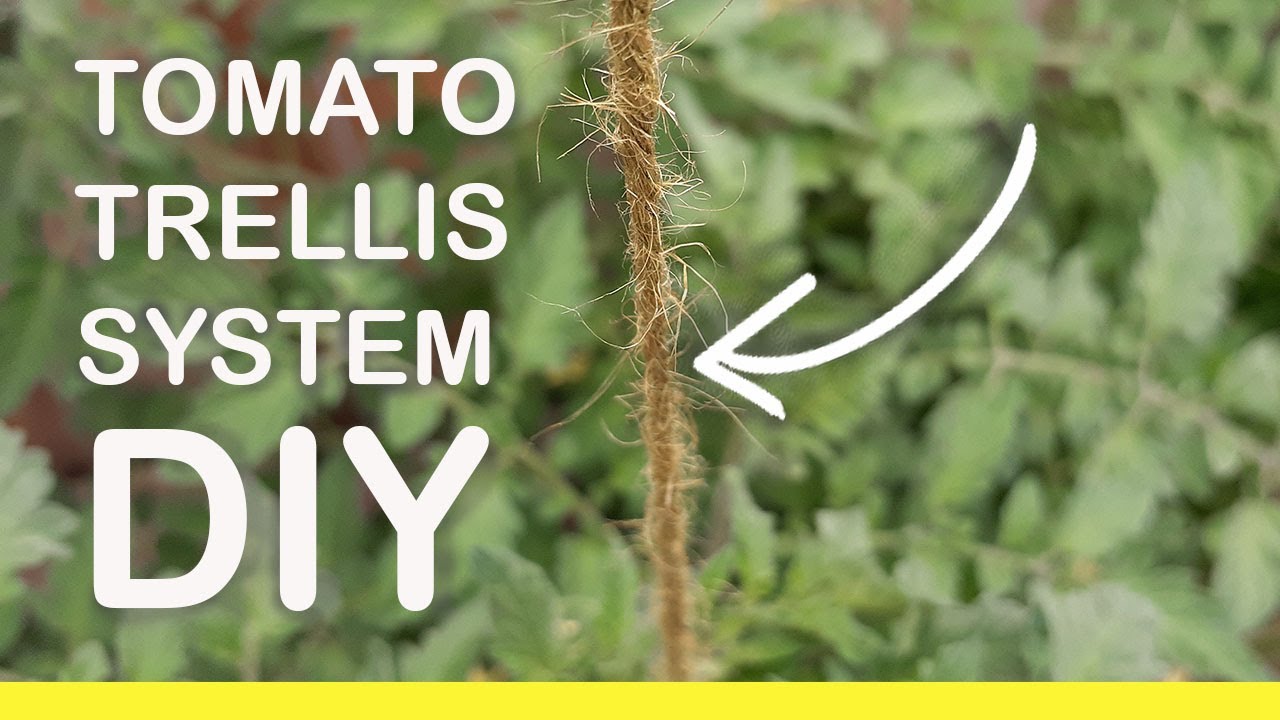 TOMATO TRELLIS for under $5 // ATTACH TO FENCE or wall // HOW TO GROW ...