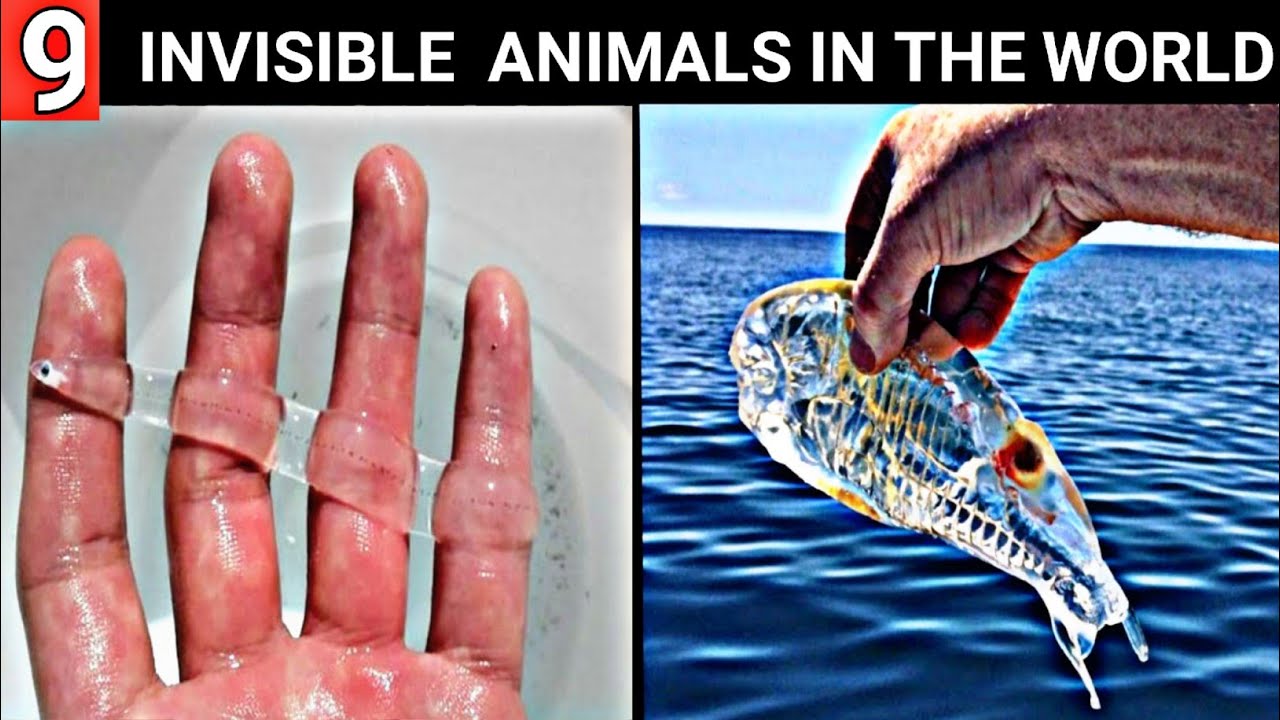 Top 9 Invisible Animals Creatures In this world - YouTube
