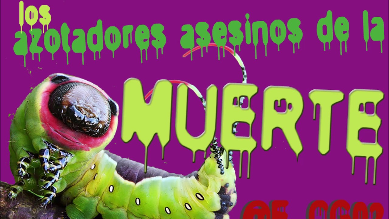 SPOT AZOTADORES ASESINOS - YouTube