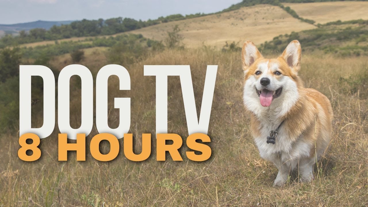 Dog TV for Dogs 🐾 8 Hour The Ultimate Music for Dogs 🎶 Relaxing Video ...