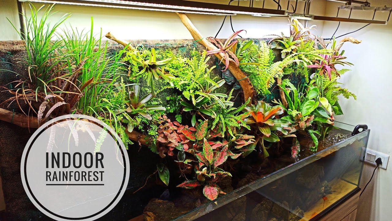 A Rainforest Paludarium: A Nature Aquarium for every home and office ...