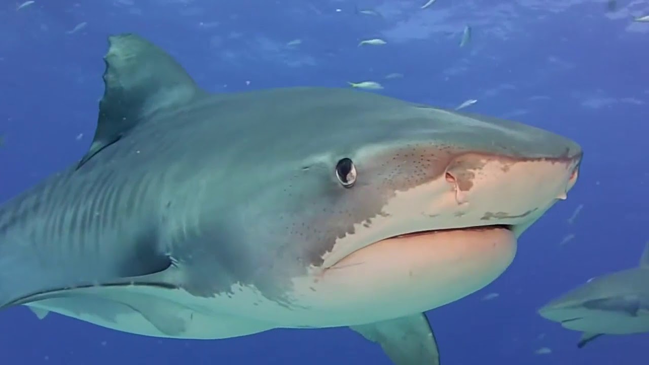 Hello fish - YouTube