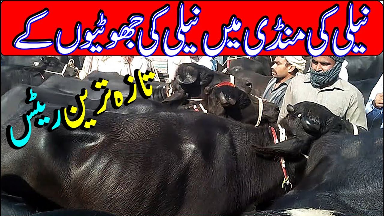Nili Ki Jhotian Kattian ki Best Mandi In Pakistan Luddan Mandi ...