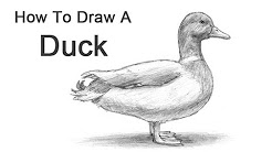 Easy Drawing Tutorials for Beginners - YouTube