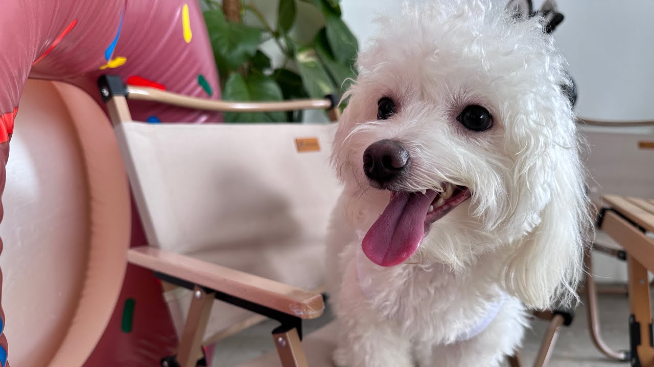【Pet Friendly Cafe】 Pawty Time #petfriendly #dog #subscribe #cute - YouTube