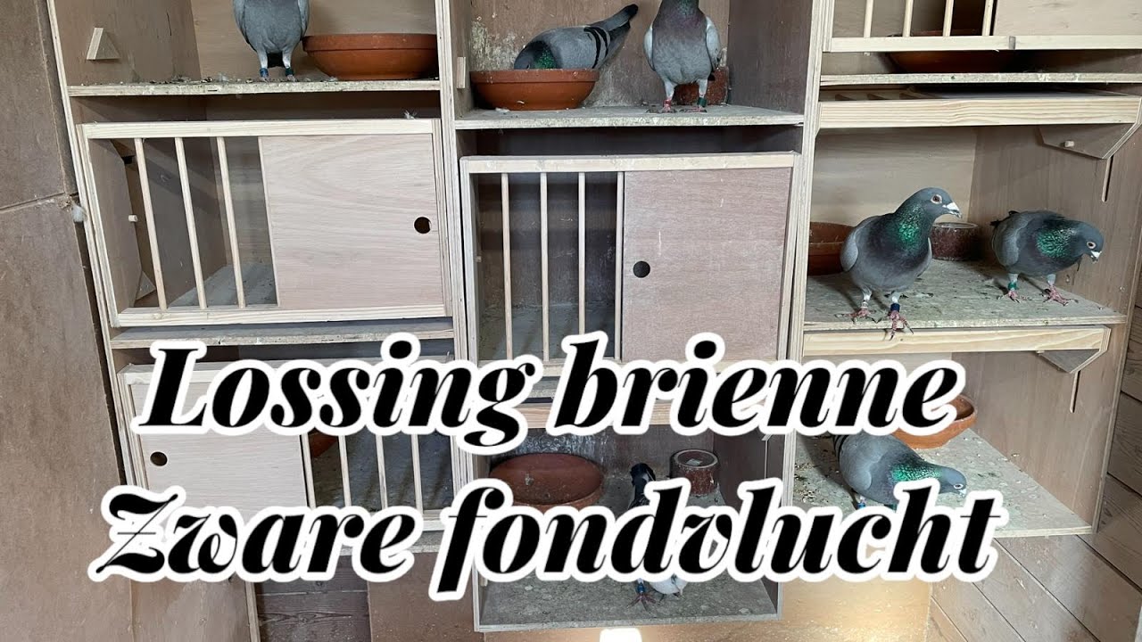 Lossing Brienne | Zware fond vlucht! | 1 vroege duif 79ste in de ...