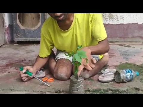 tree 🌴🌲 lagano salaman Ali mix - YouTube