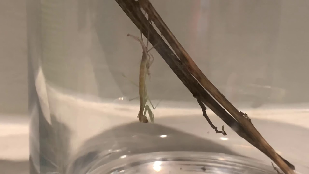 Praying Mantis Update: 2nd Molt - YouTube