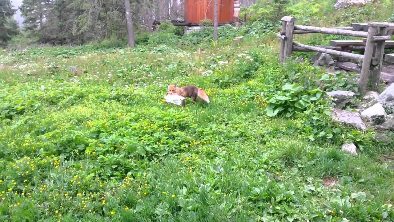 Rainerova utulna - liska zlodejka ☺ - YouTube