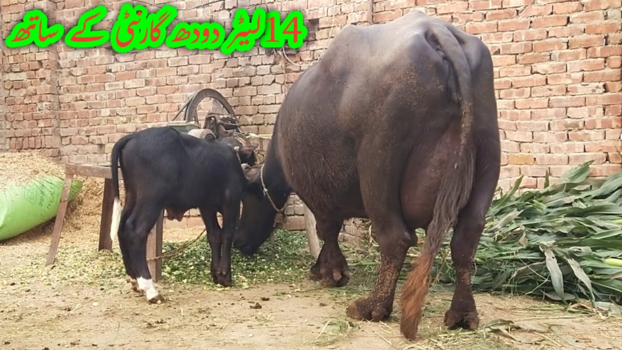 Top class beautiful pure neeli Ravi buffalo far sale in Punjab Pakistan ...