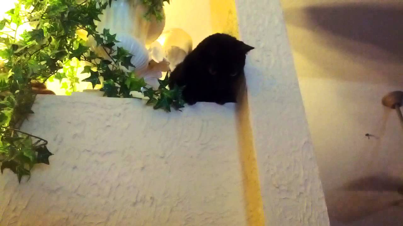 SHAQ CAT - YouTube