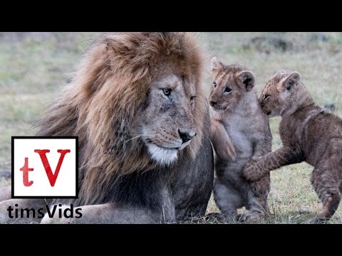 Lion Cubs Cute & Funny Compilation (Original Footage!)