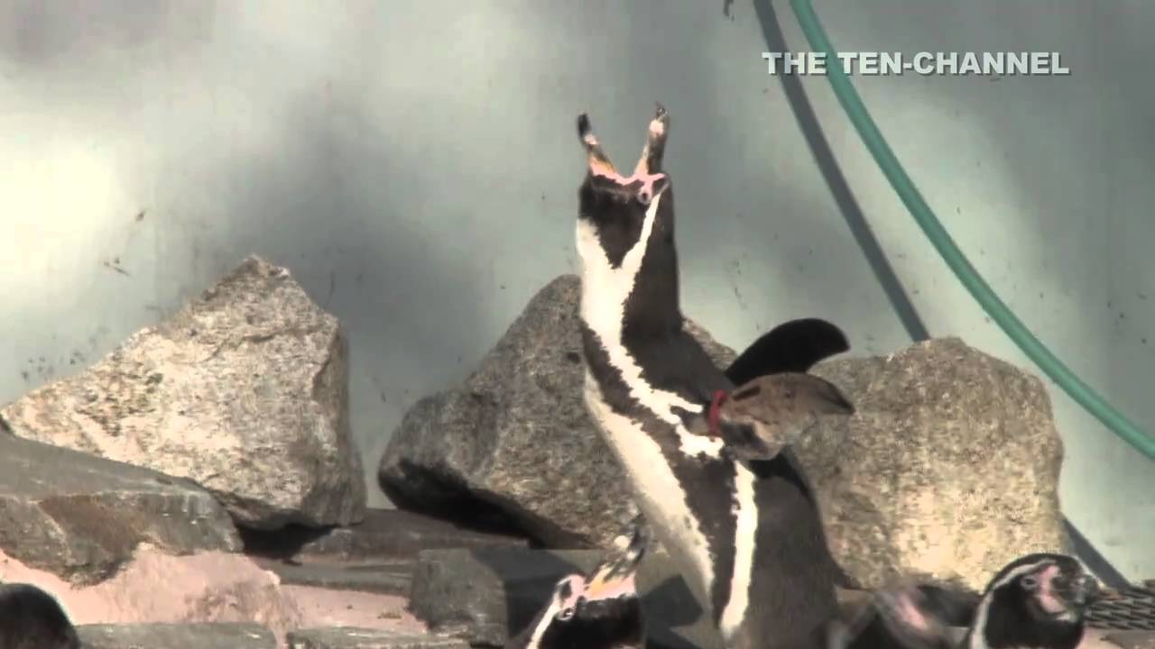 フンボルトペンギン君 / Howling penguin. - YouTube