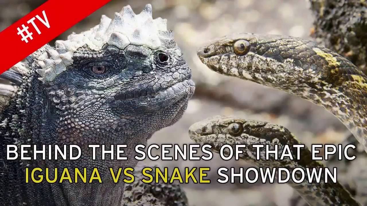 Iguana vs Snakes Behind the Scenes Planet Earth II Full Show - YouTube