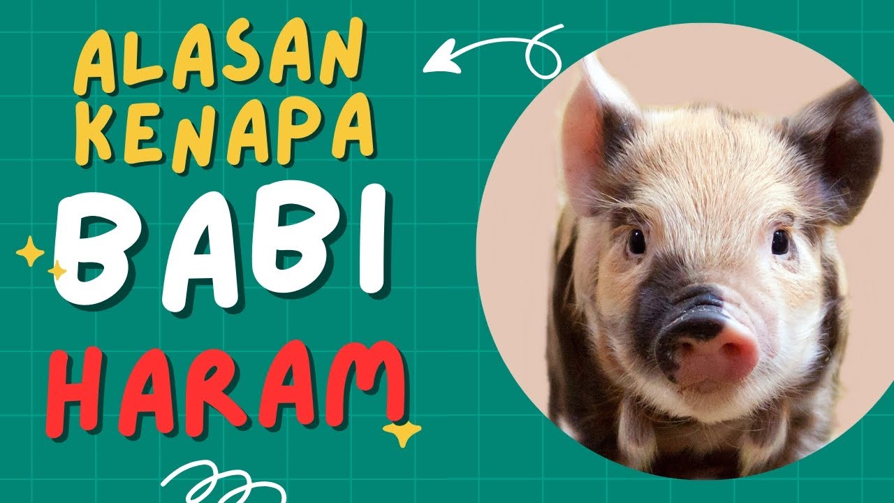 KENAPA BABI ITU HARAM BEGINI PENJELASAN ILMIAH DAN AGAMA - YouTube