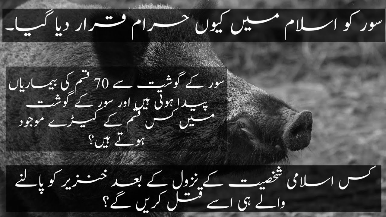 Why Pig is Haram in Islam Full Detail_ Why is pork Haram in Islam_in ...