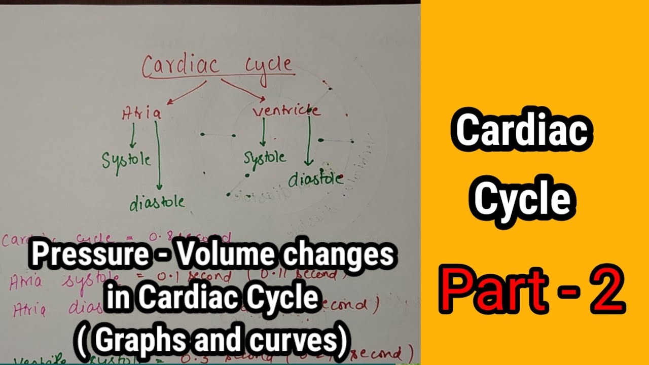 Cardiac Cycle - 2 || Graphs and craves || Cardiovascular physiology ...