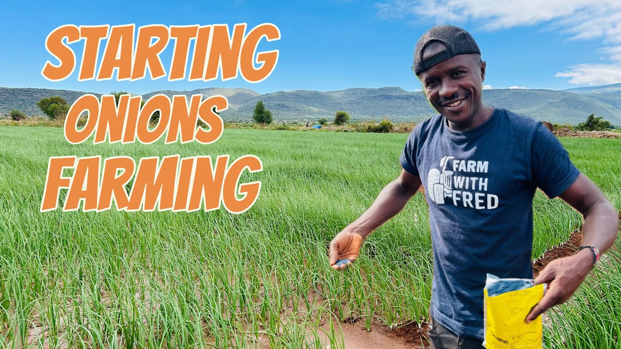 Onions Farming: Things to consider when getting into onions farming ...