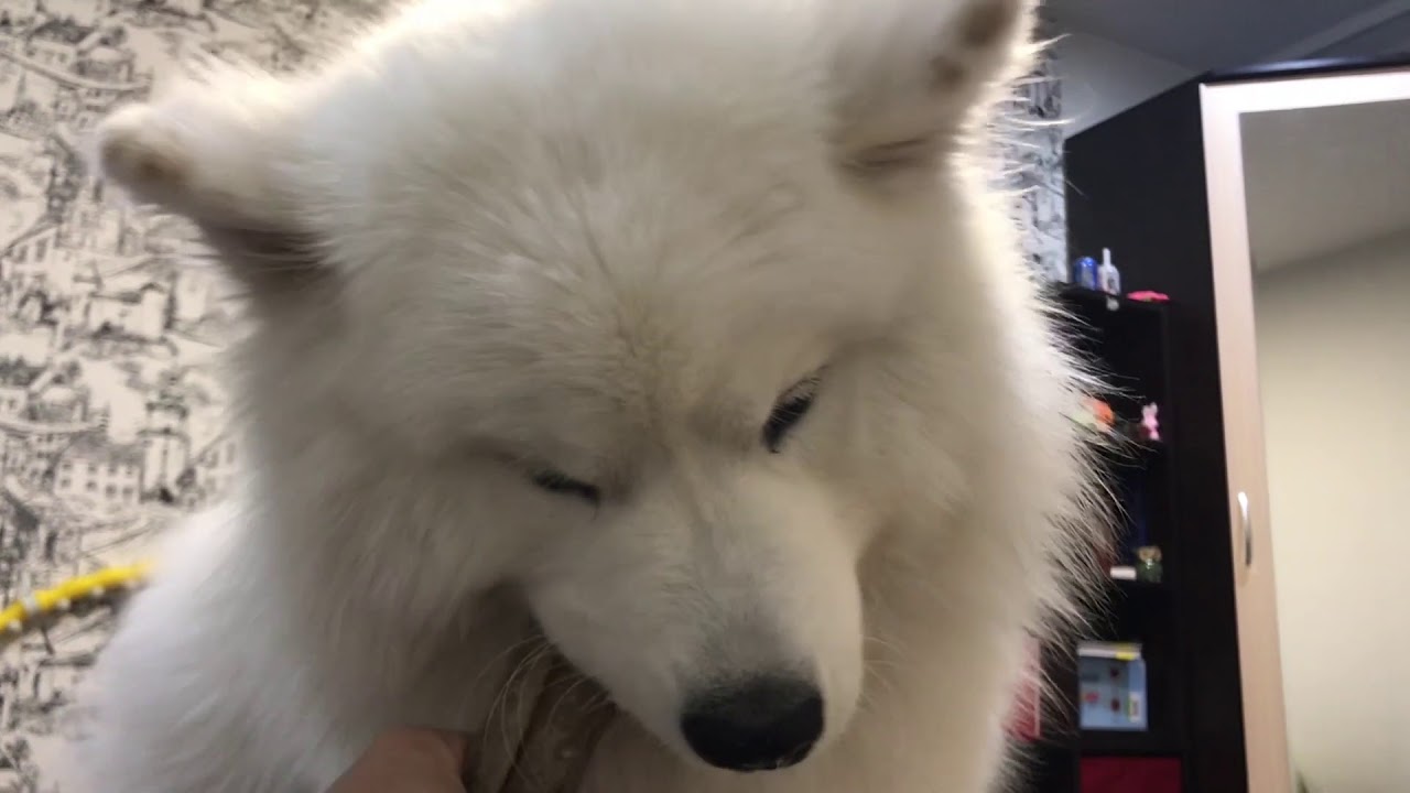 ASMR dog | ASMR puppy | АСМР | мини мукбанг | Puppy mukbang - YouTube