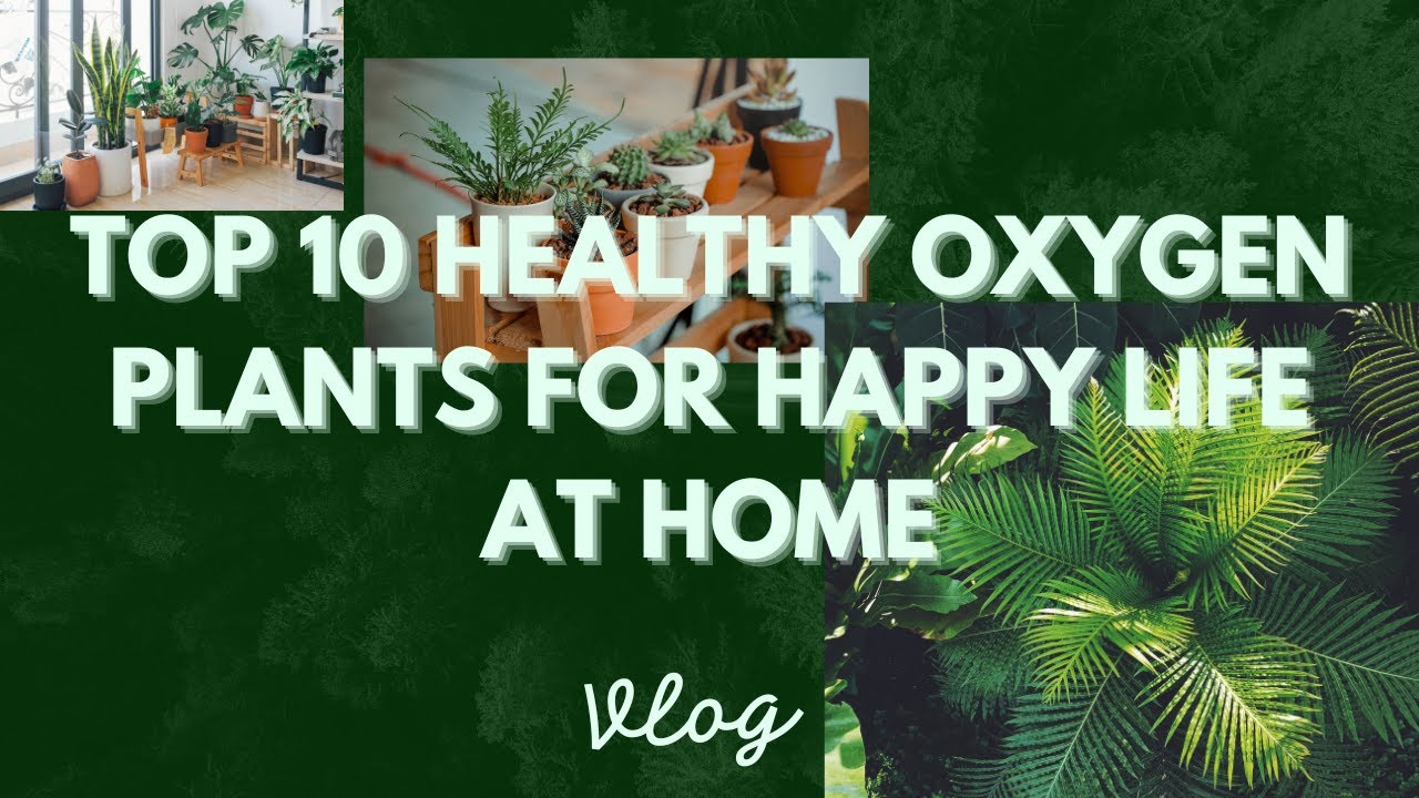 Top 10 Oxygen Producing Plants for Home | Vastu Plants | Best Indoor ...