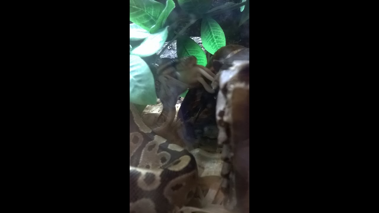 First snake video +Ball Python feeding - YouTube