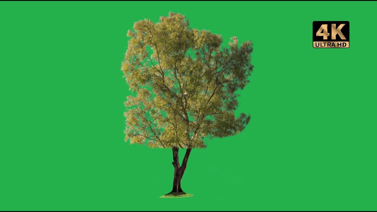 tree green screen video free download - YouTube